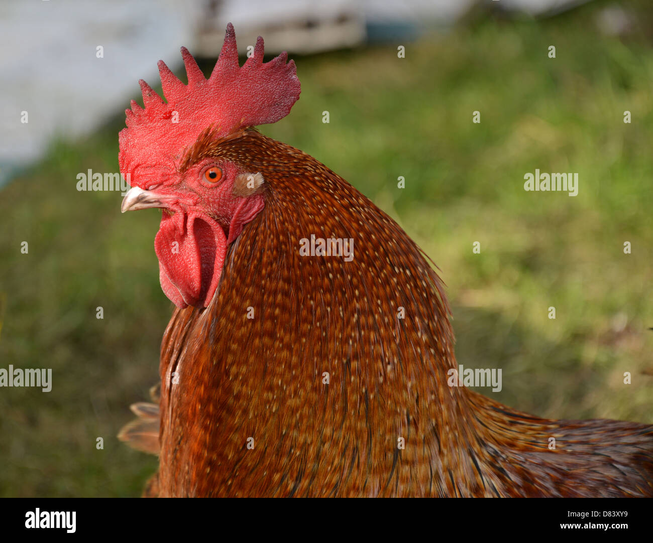 Maran rooster hi-res stock photography and images - Alamy