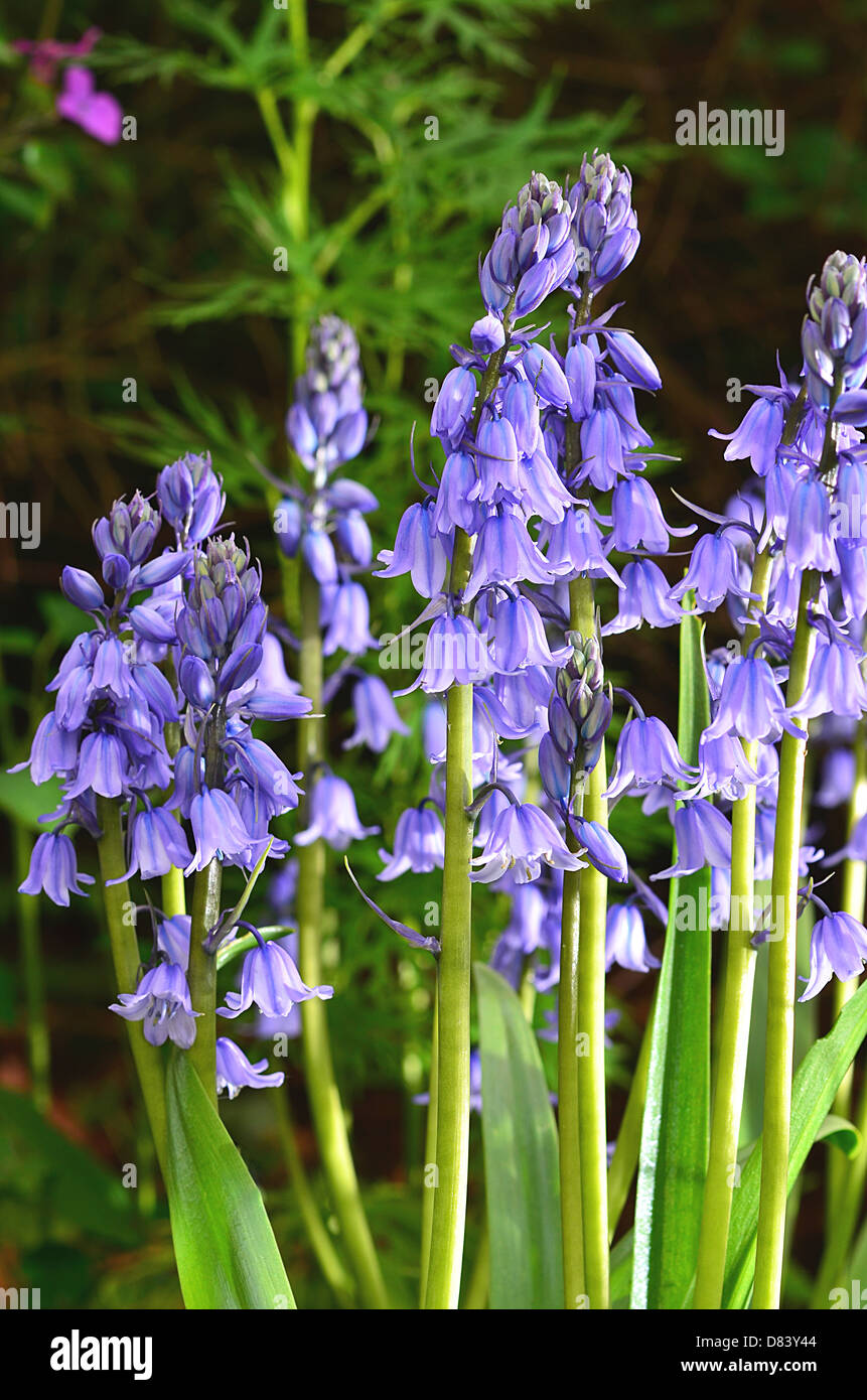 Blue hyacinths in spring garden Stock Photo - Alamy