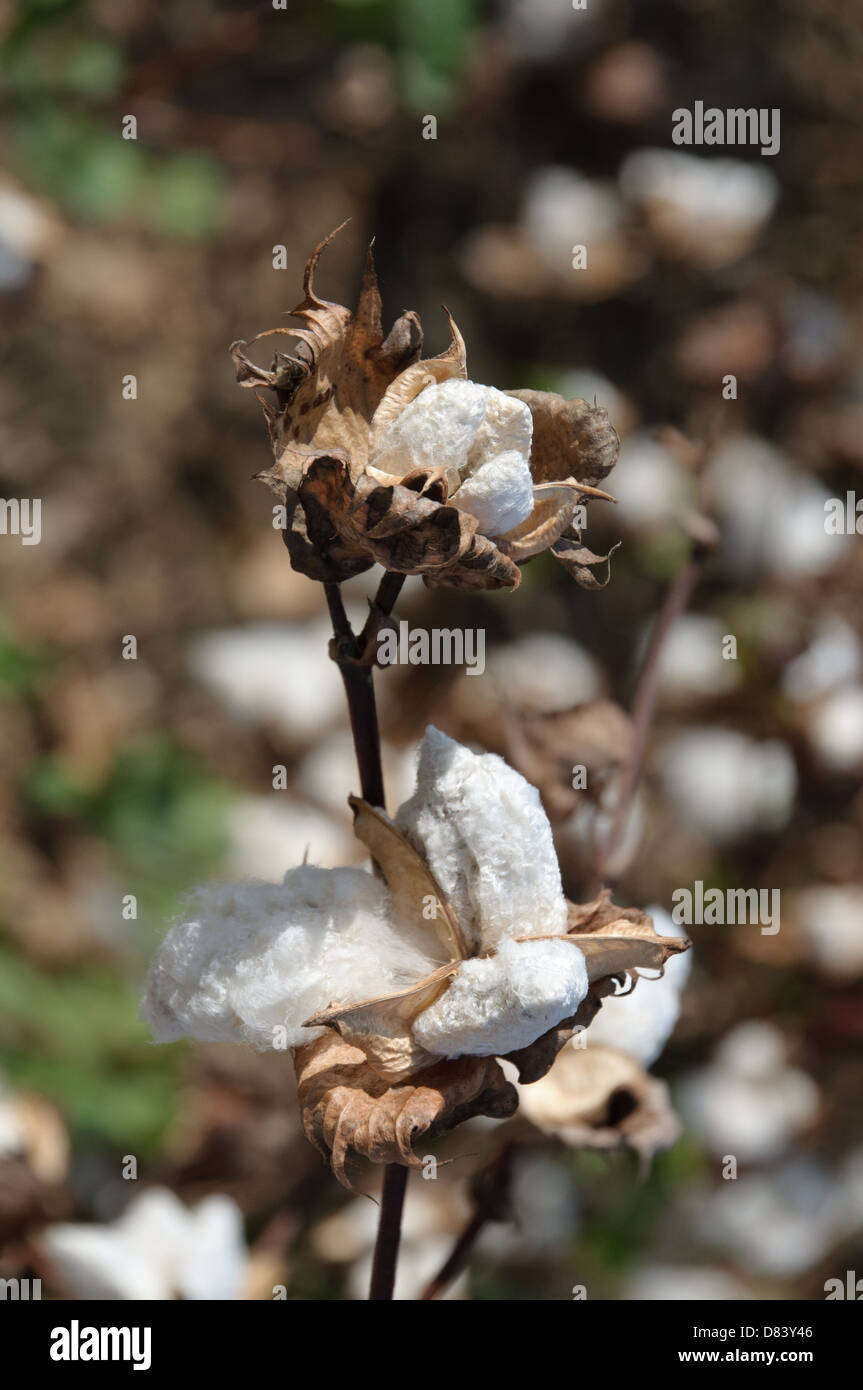 A cotton plant hi-res stock photography and images - Alamy