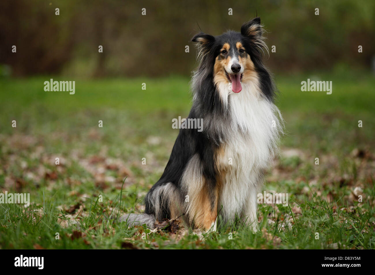 Rough collie male hi-res stock photography and images - Alamy
