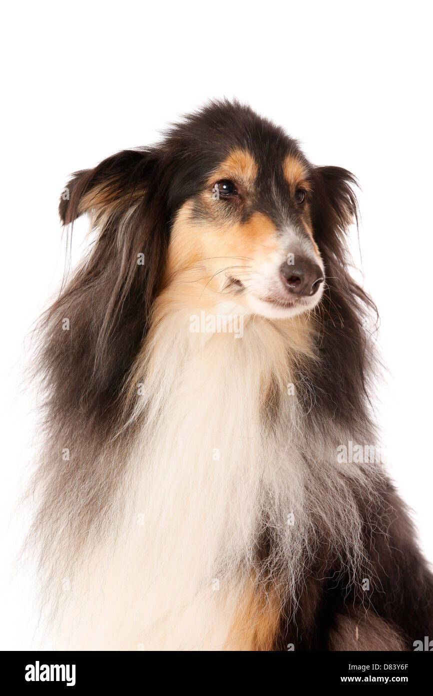 Rough collie male hi-res stock photography and images - Alamy