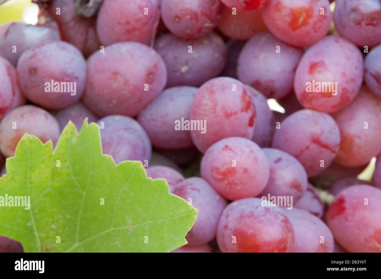 Rip grapes hi-res stock photography and images - Alamy