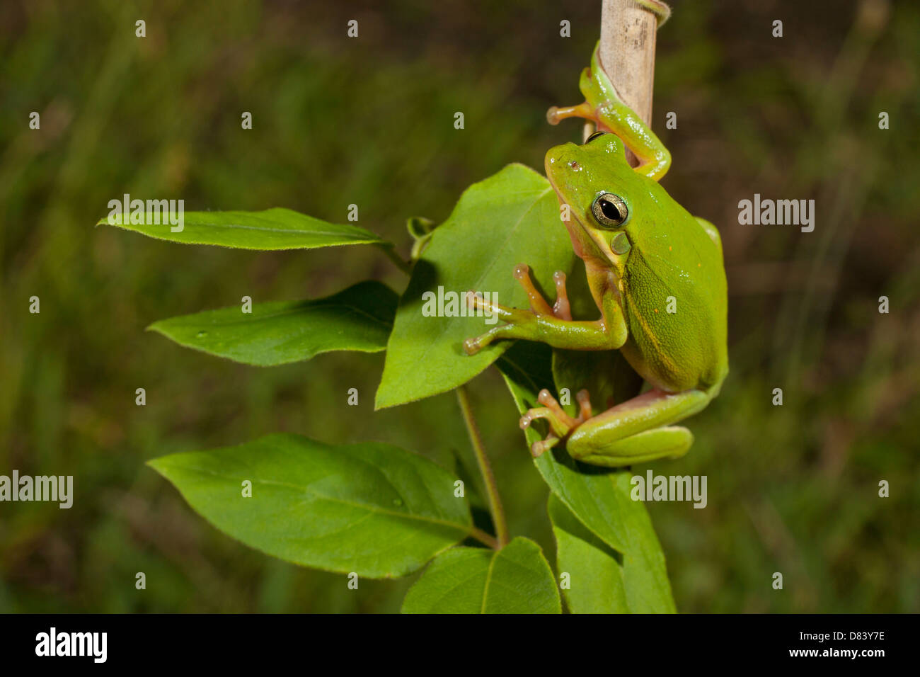 Green tree frog - Hyla cinerea perched on a leaf Stock Photo - Alamy
