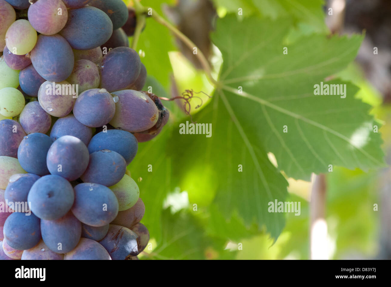 The cluster of dark blue grapes hi-res stock photography and images - Alamy