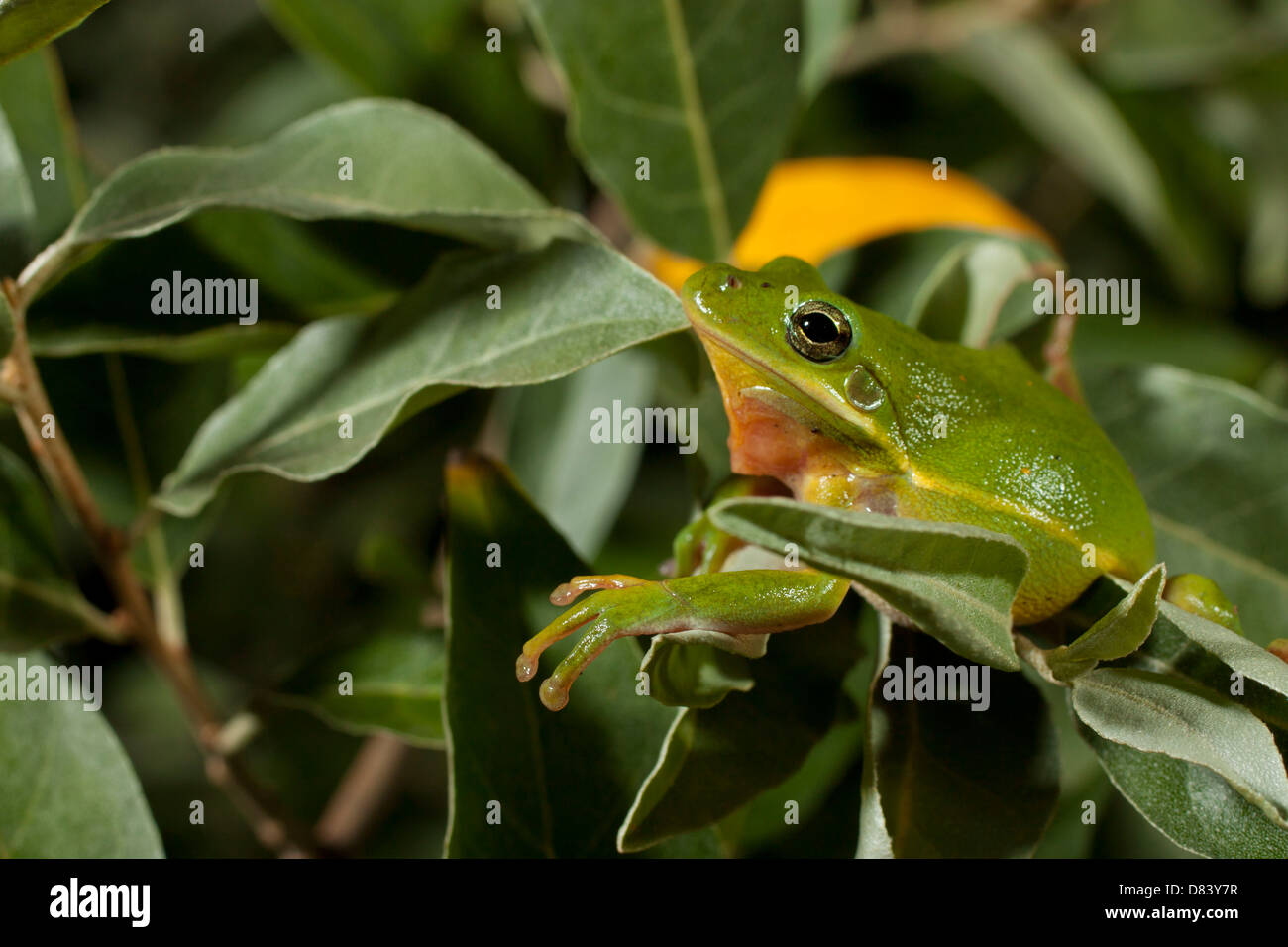 Extension of breeding range hi-res stock photography and images - Alamy