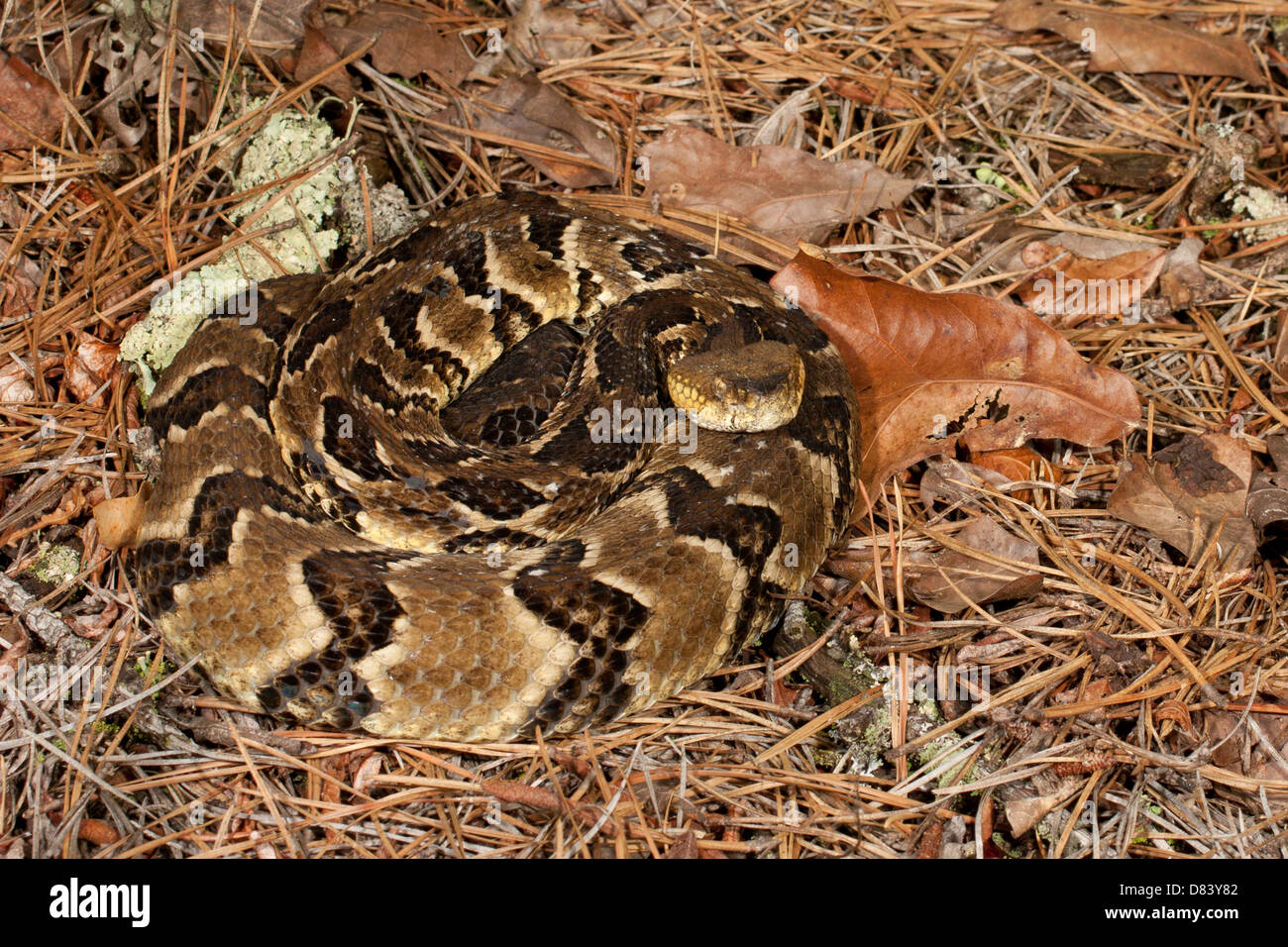 Timber rattlesnake coiled defensively - Crotalus horridus Stock Photo ...