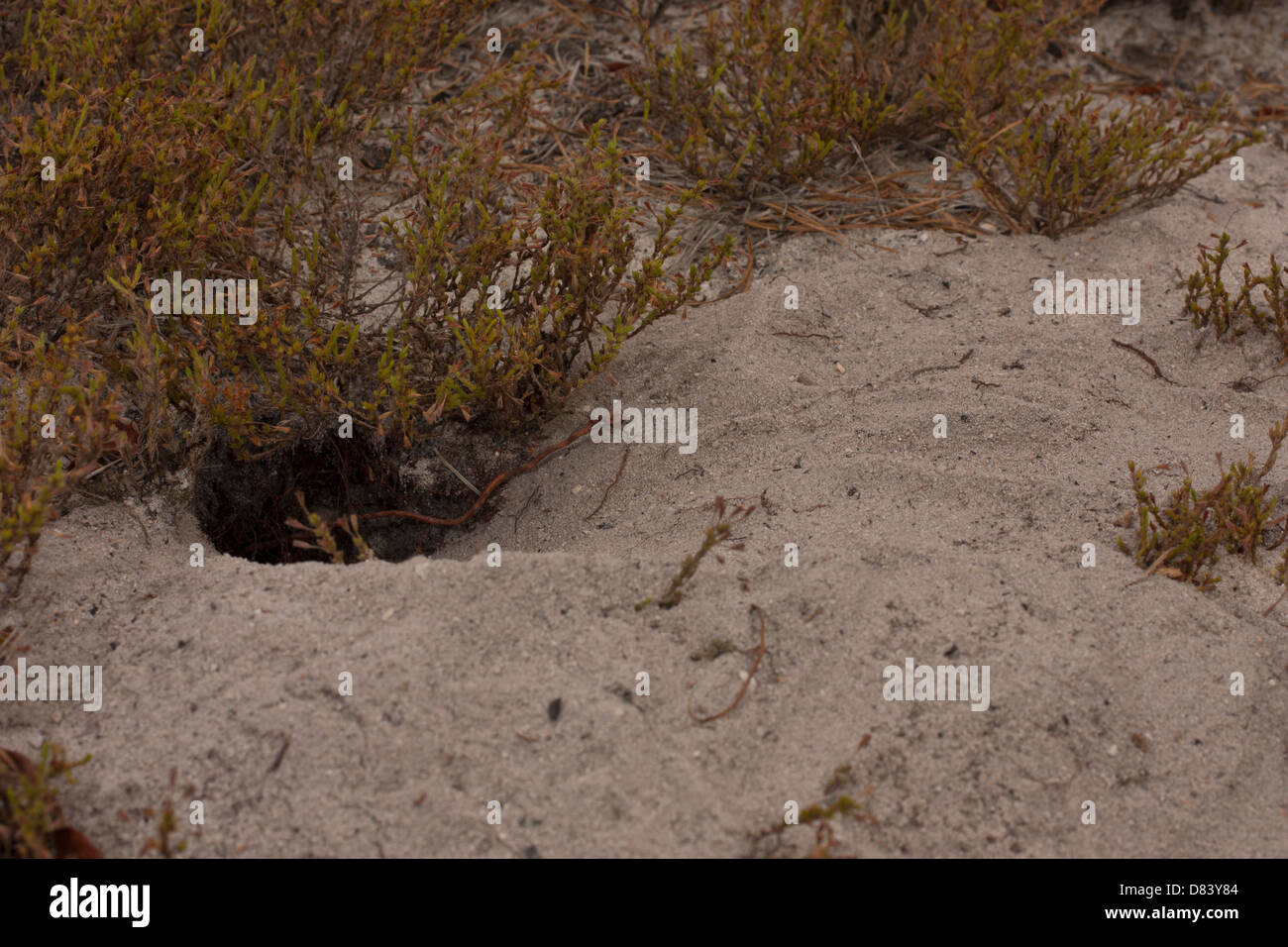 Nest entrance of a northern pine snake nest - Pituophis melanoleucus ...