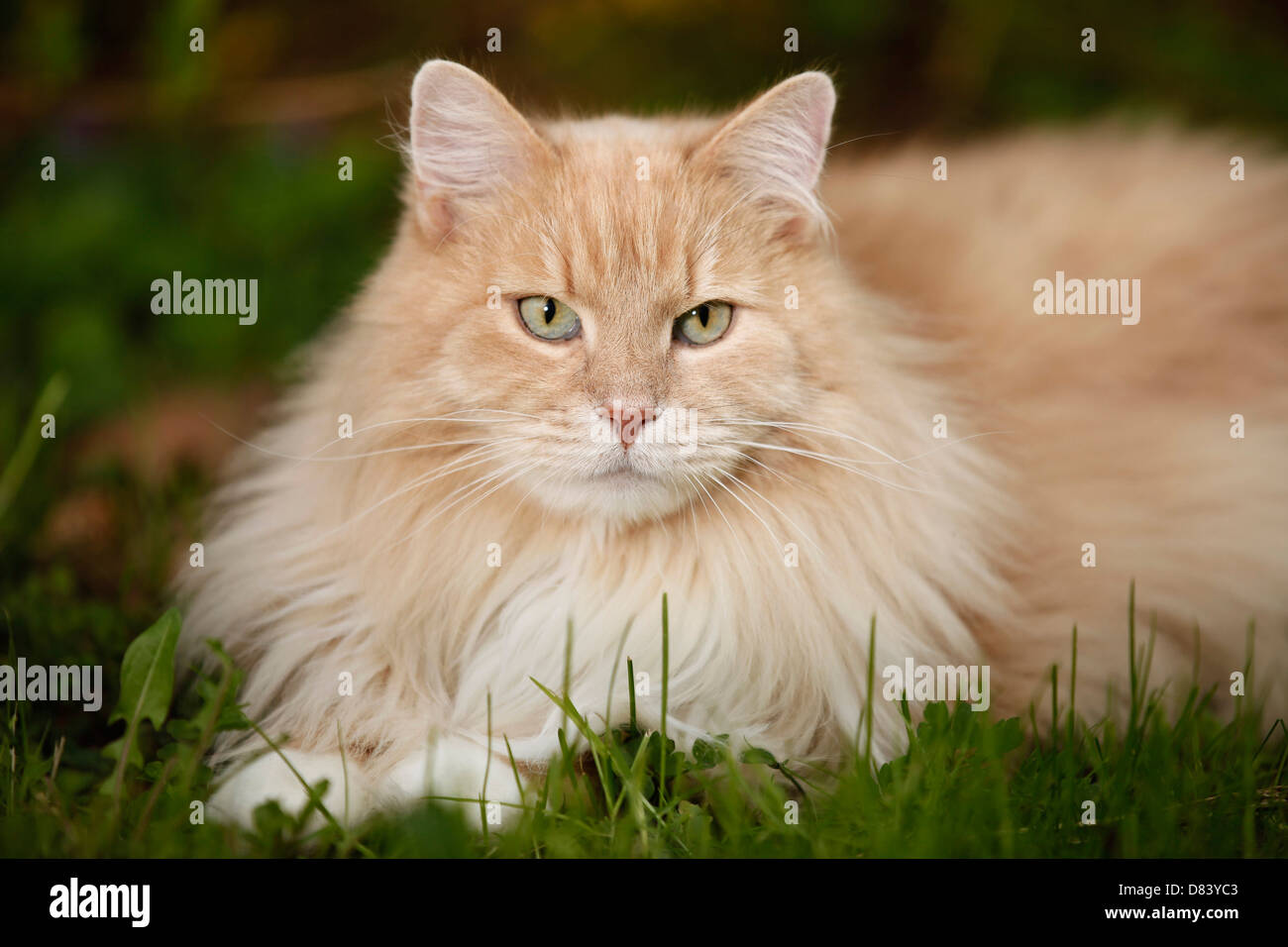 Siberian Forest Cat Stock Photo - Alamy