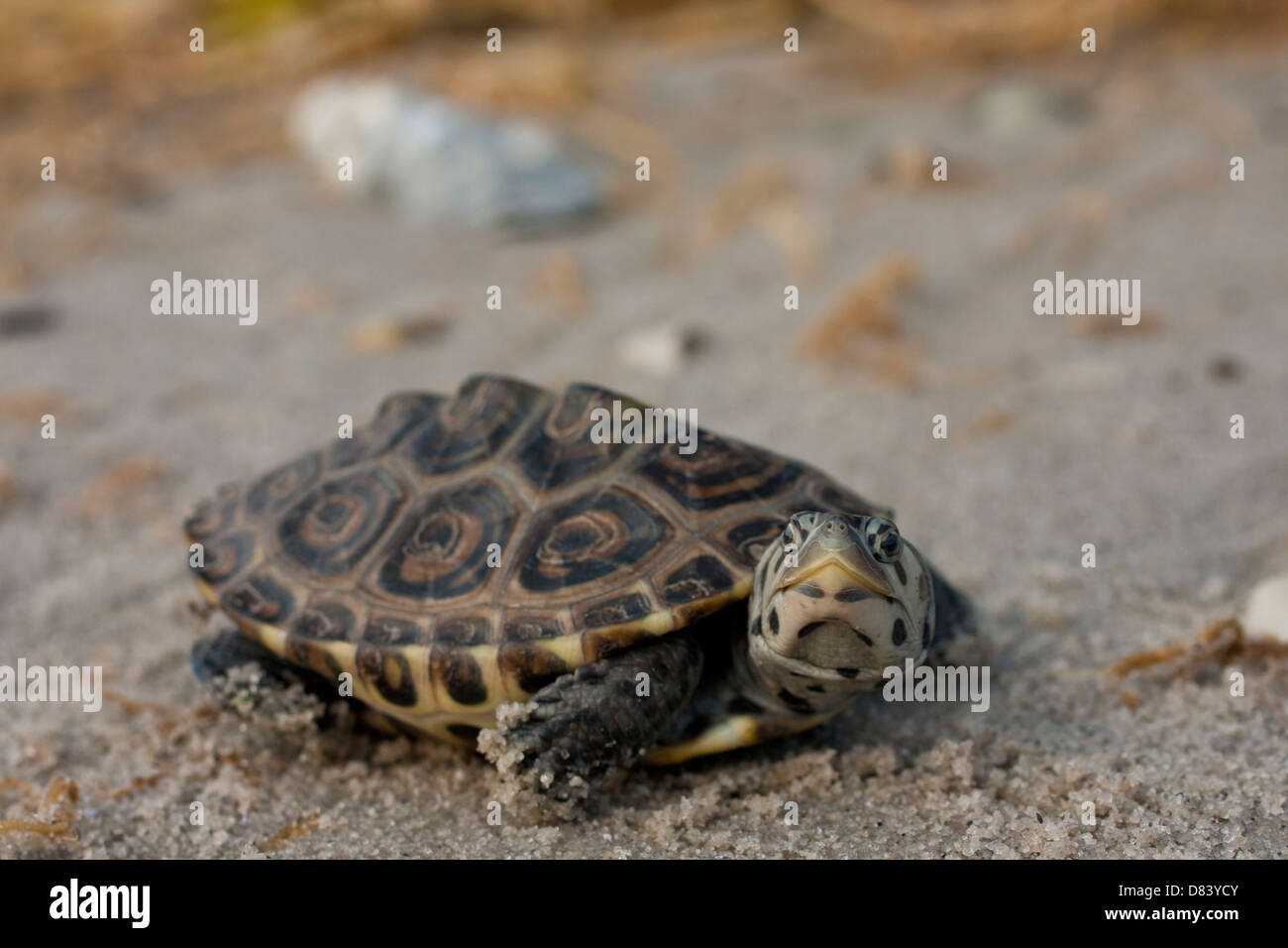 Baby diamonback terrapin - Malaclemys terrapin Stock Photo - Alamy