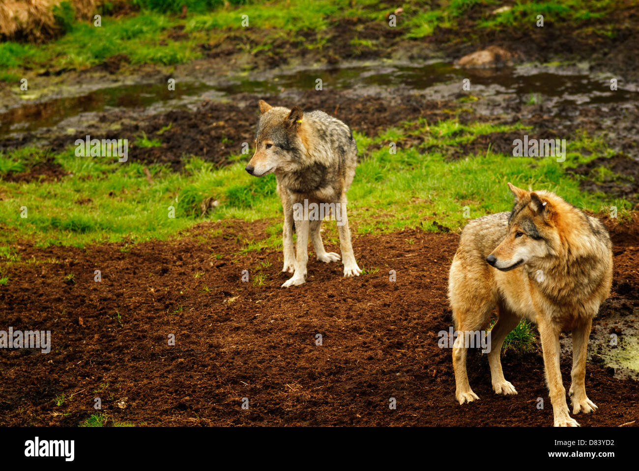 Eurasian wolf at Kristiansand Zoo, Norway Stock Photo - Alamy