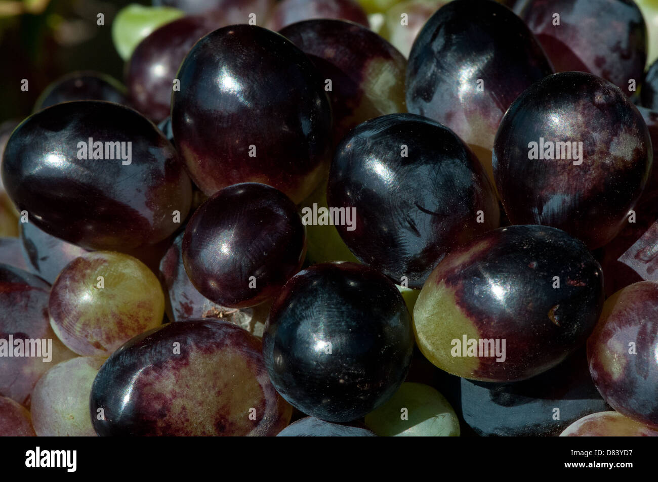 purple grape cluster closeup macro Stock Photo - Alamy