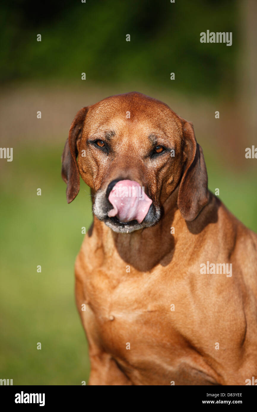 Rhodesian hi-res stock photography and images - Alamy