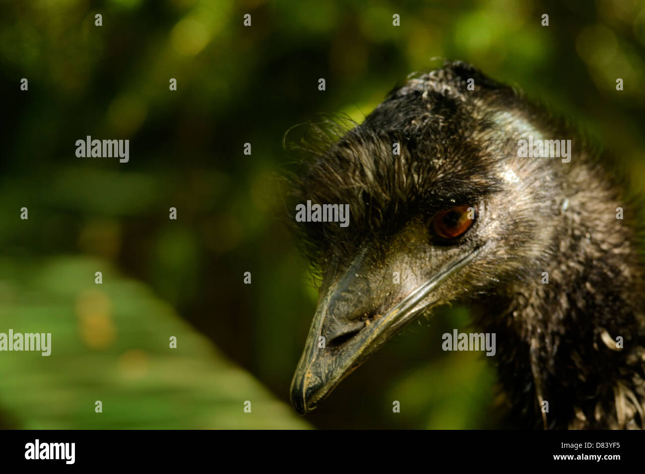 Amadeus dyrepark hi-res stock photography and images - Alamy