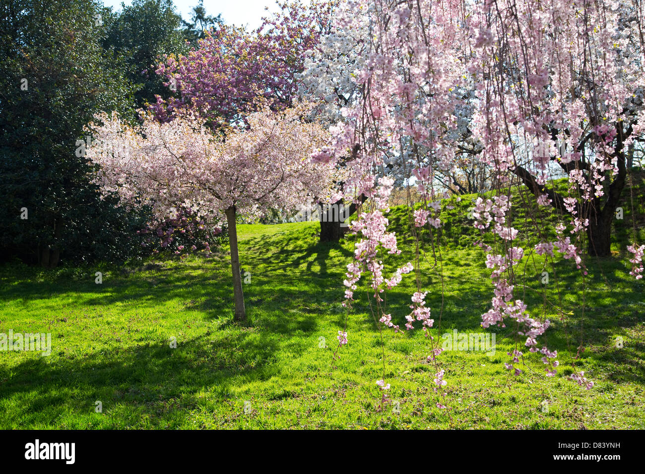 Single Small Cherry Tree Blooming in Orchard Stock Photo - Alamy