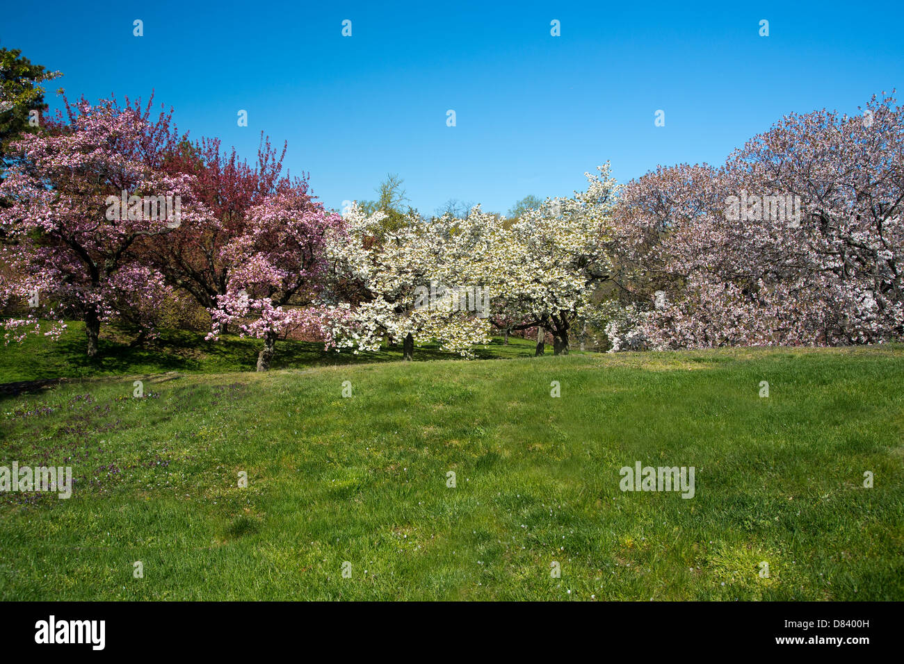 Japanese Cherry Blossom Orchard in Full Bloom Stock Photo - Alamy