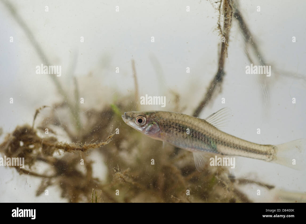 Parva High Resolution Stock Photography and Images - Alamy