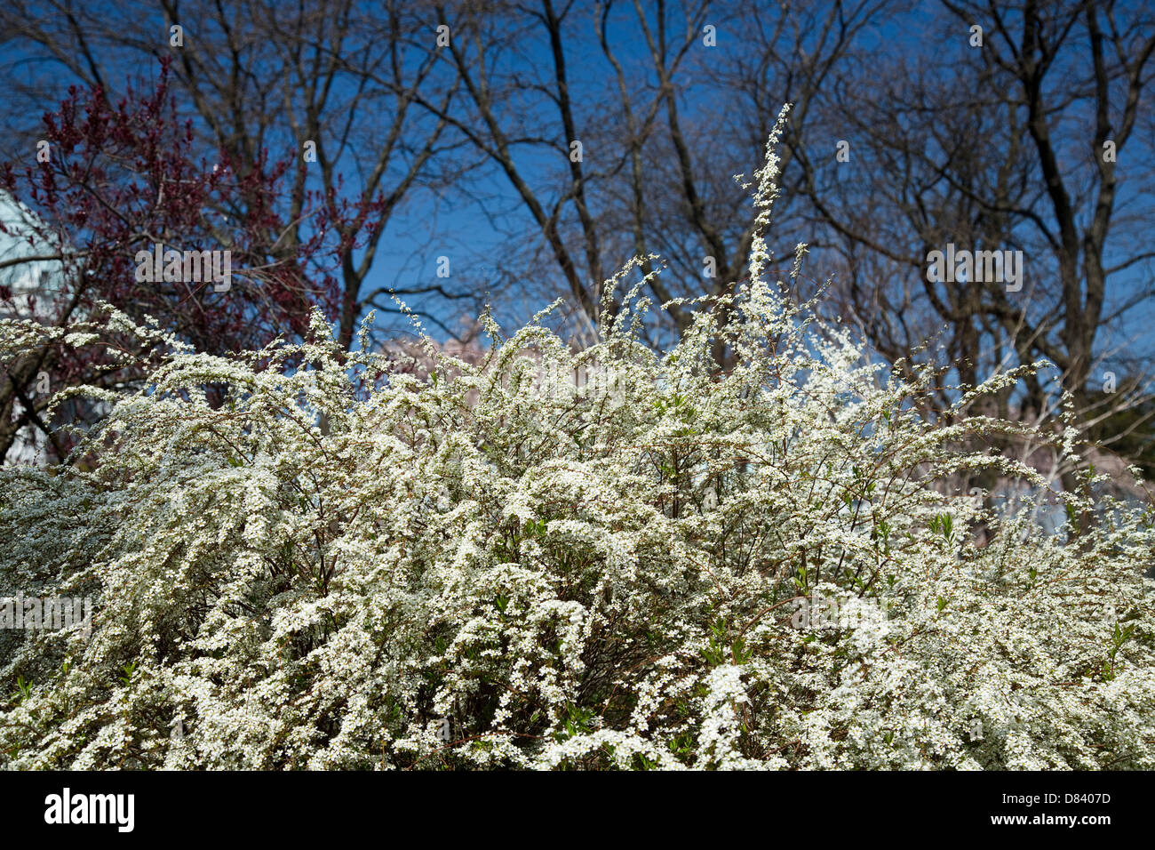 White Flower Study against blue sky background Stock Photo - Alamy
