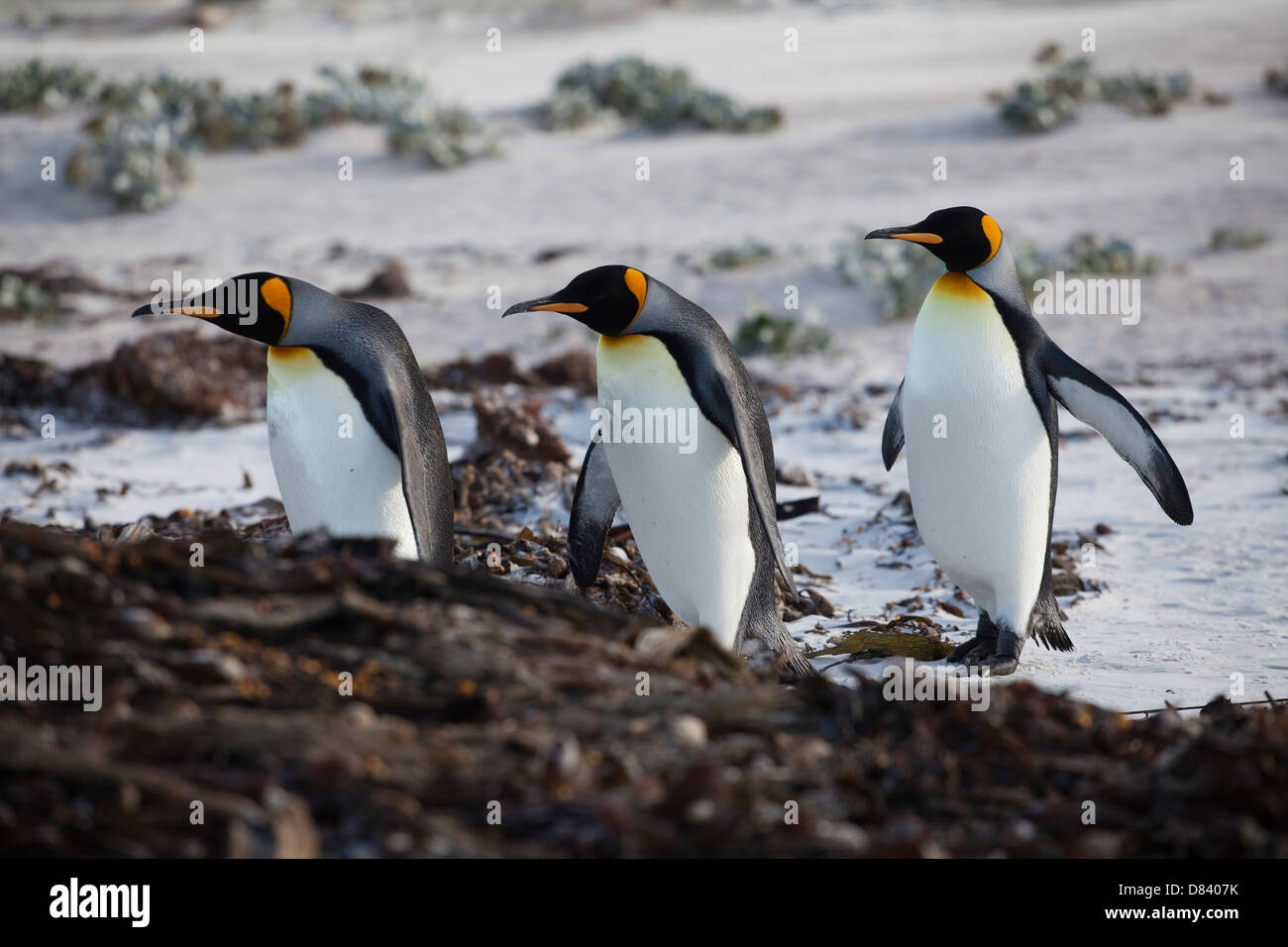 Relaxed penguins hi-res stock photography and images - Alamy