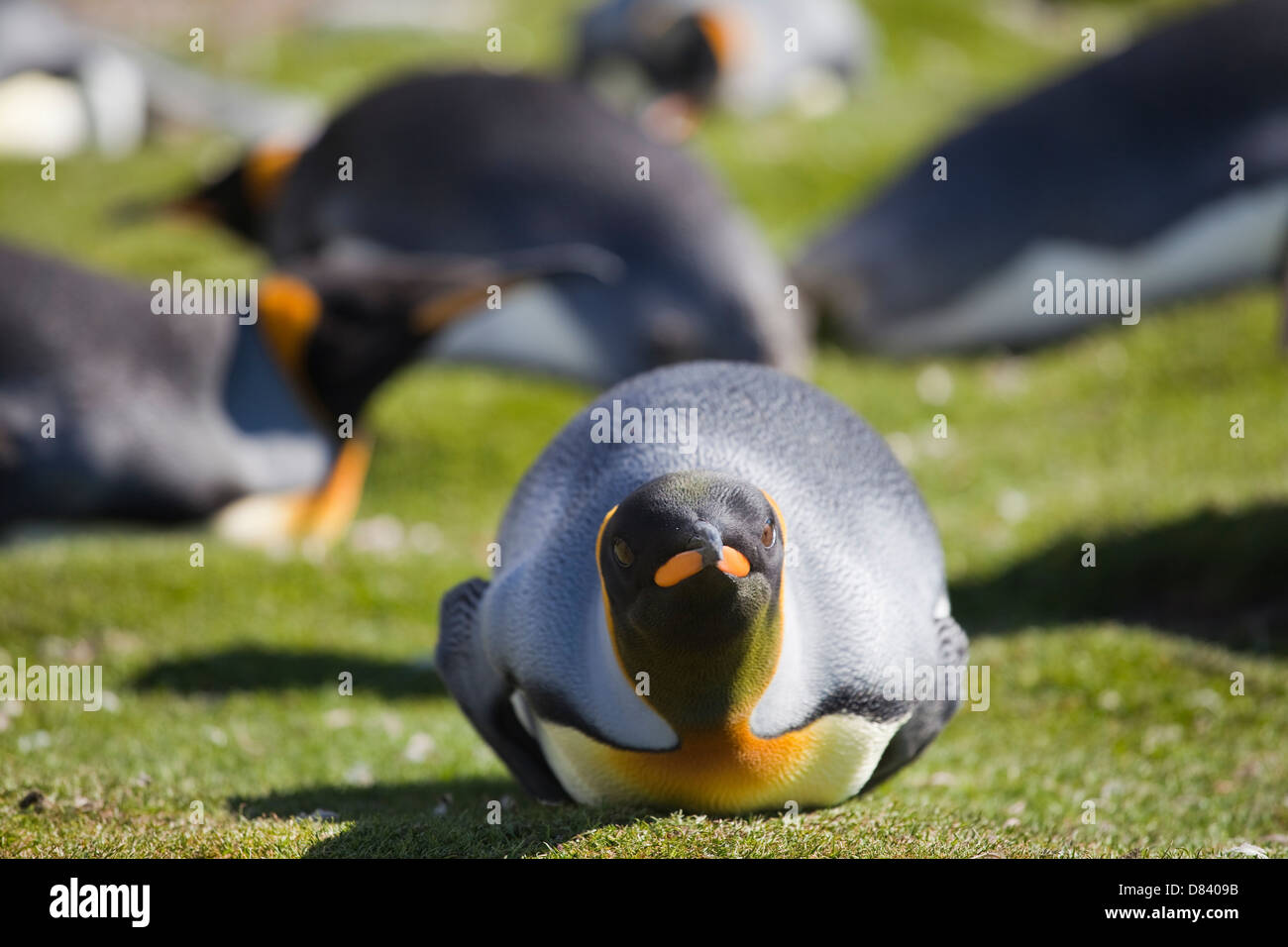 resting king penguin Stock Photo - Alamy