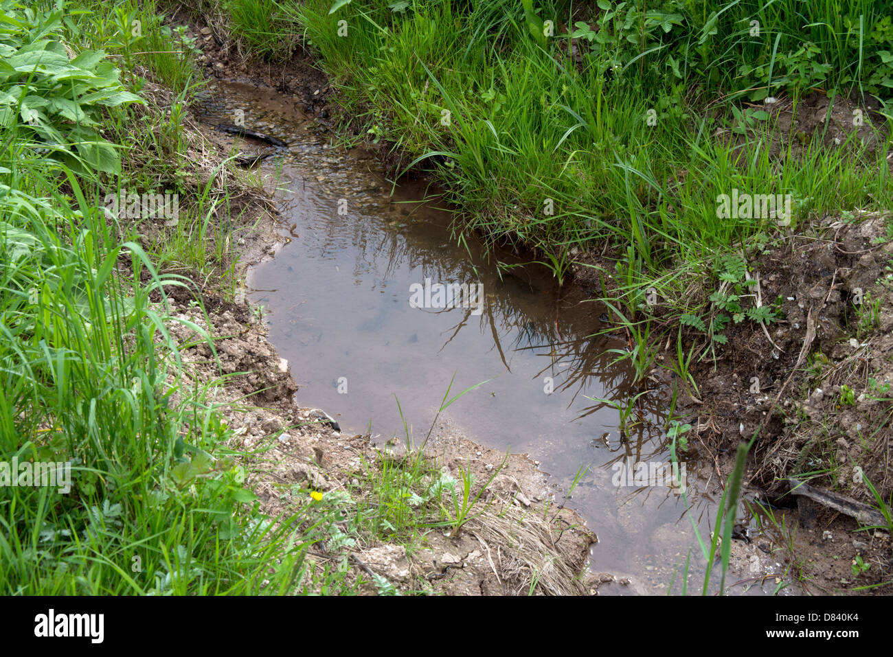 Water in ditch with green grass and weeds lining the bank Stock Photo ...