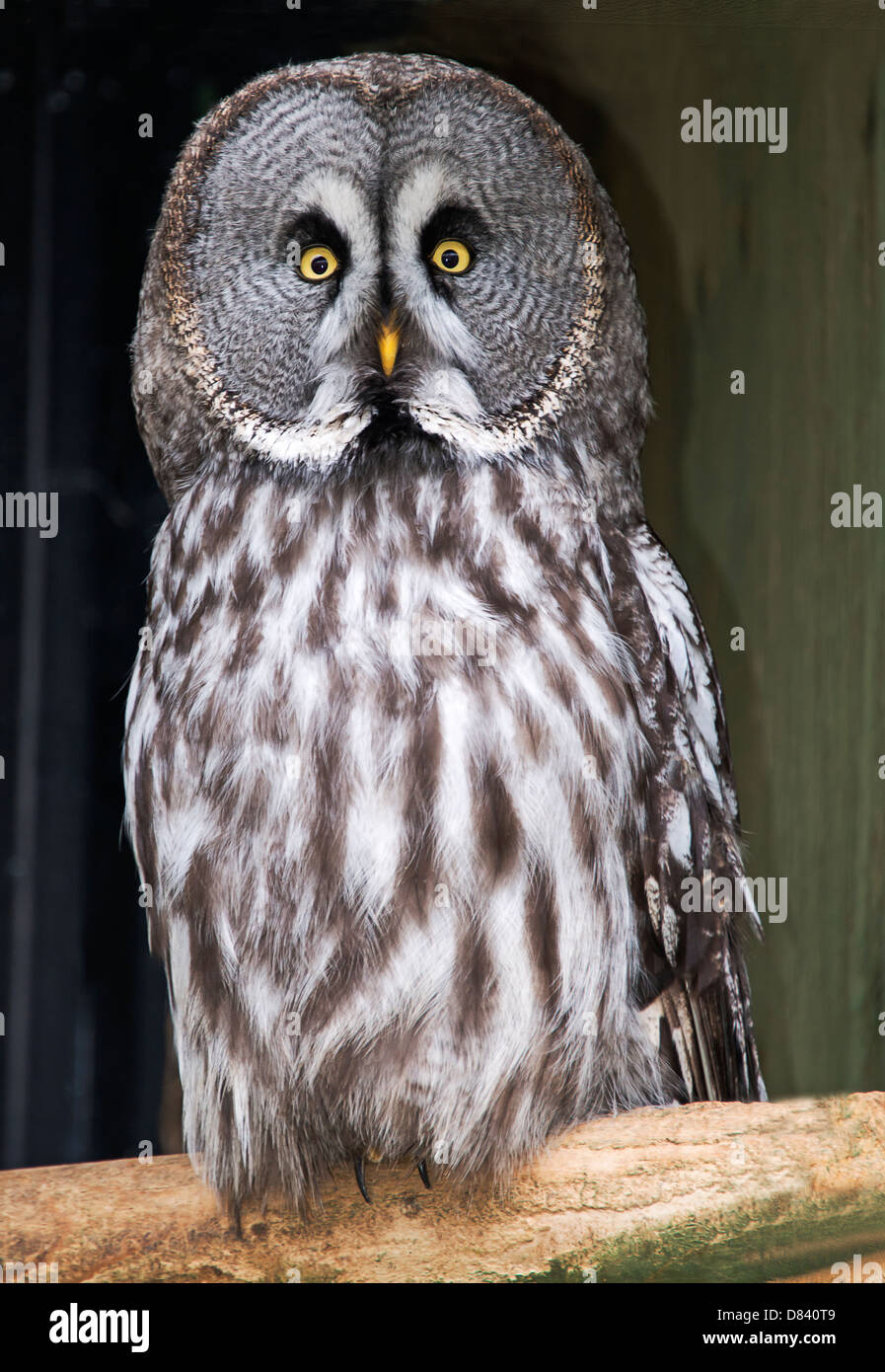 A beautiful wise old owl full length portrait Stock Photo - Alamy