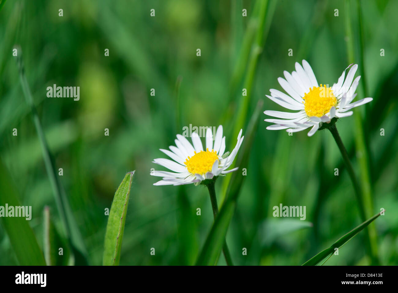 Spring flowers daisies close up Stock Photo - Alamy