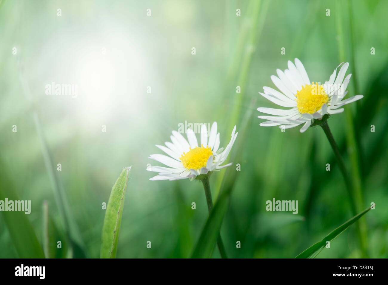 Spring flowers daisies close up. Copy space Stock Photo - Alamy
