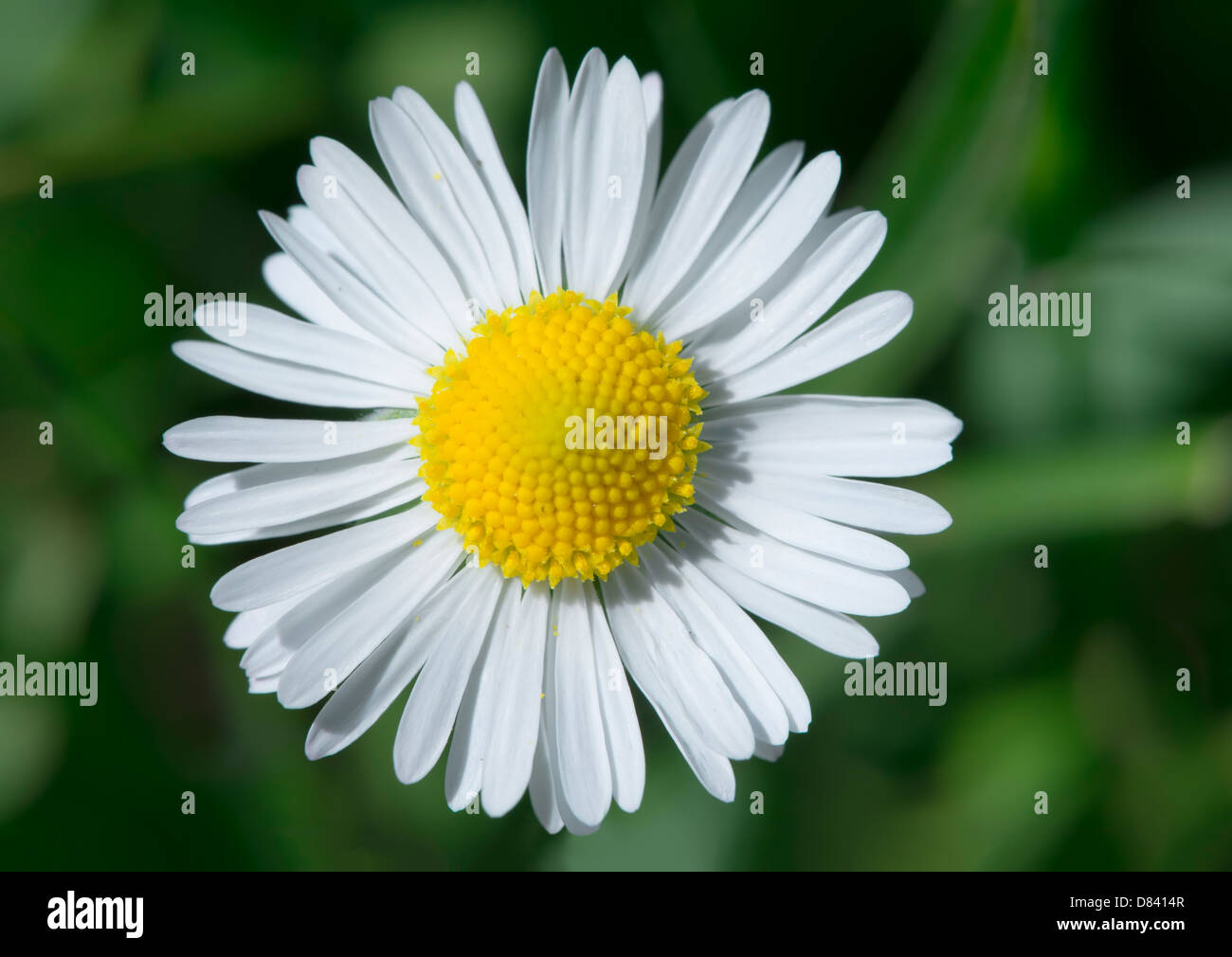 Spring flower daisies close up Stock Photo - Alamy