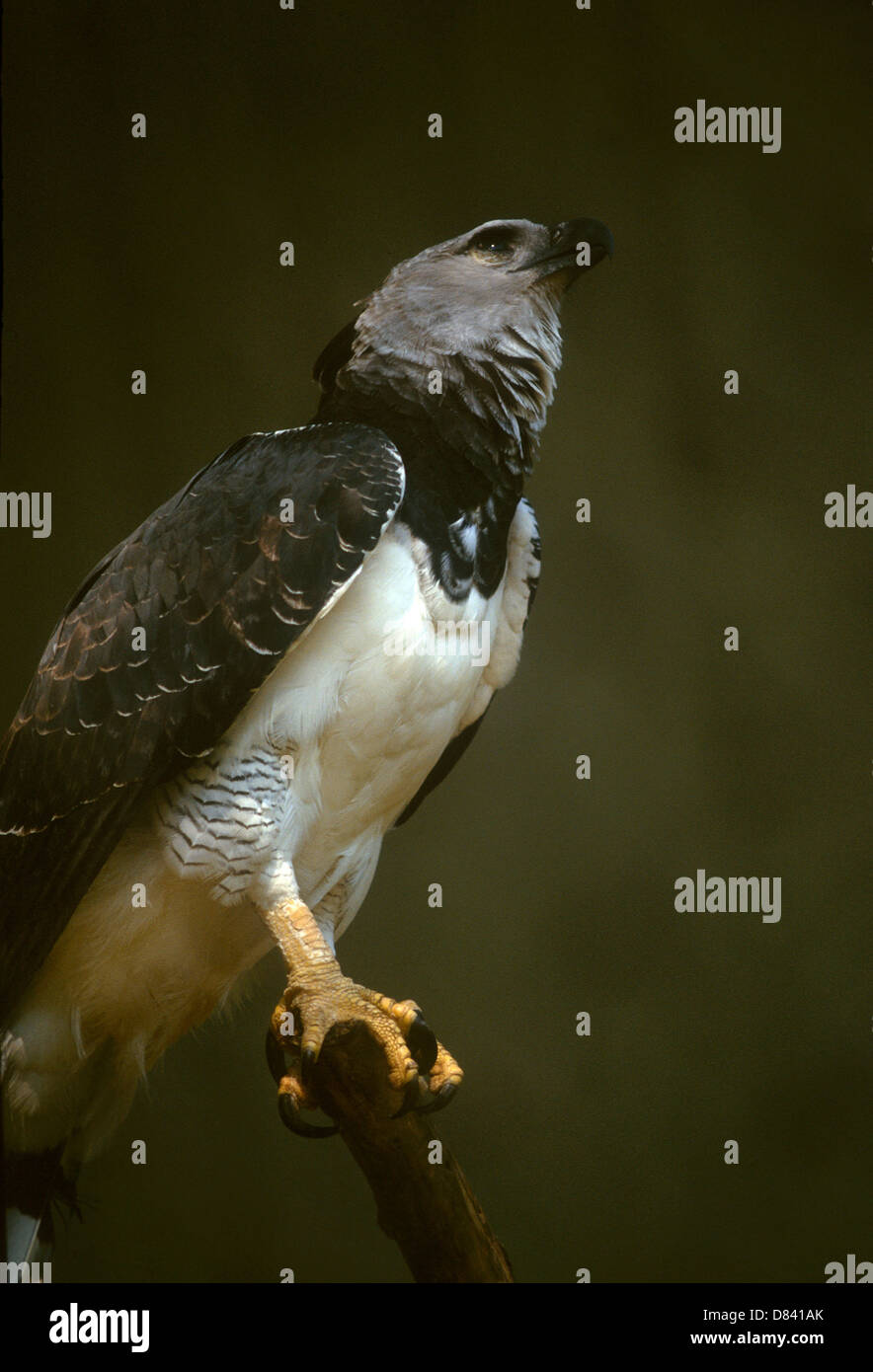 Tropical Rainforest Harpy Eagle