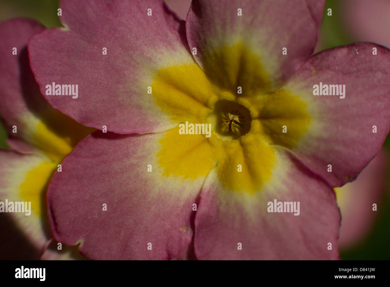 Pink Primrose in spring Stock Photo - Alamy