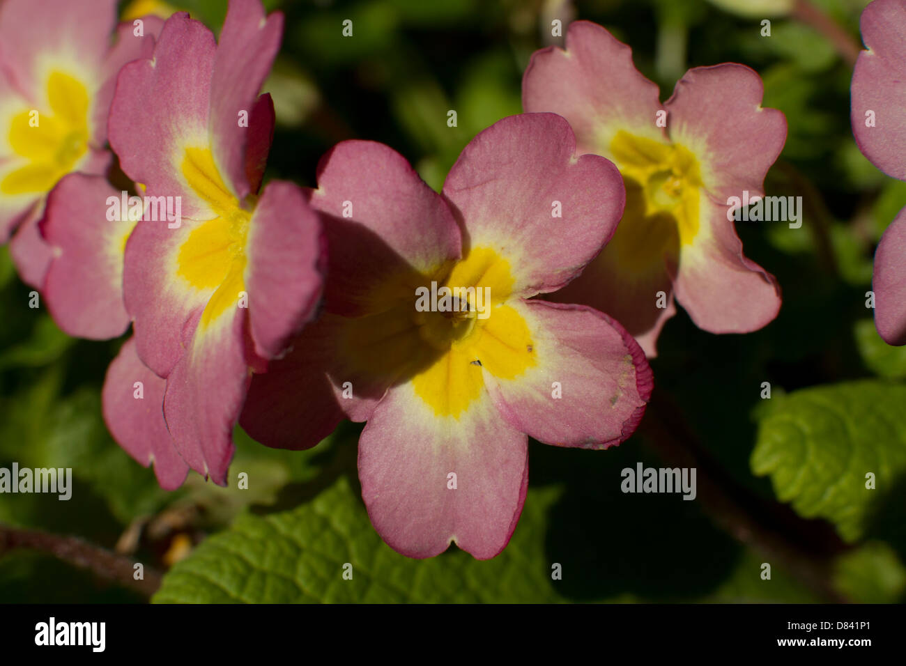 Pink Primroses in spring Stock Photo - Alamy