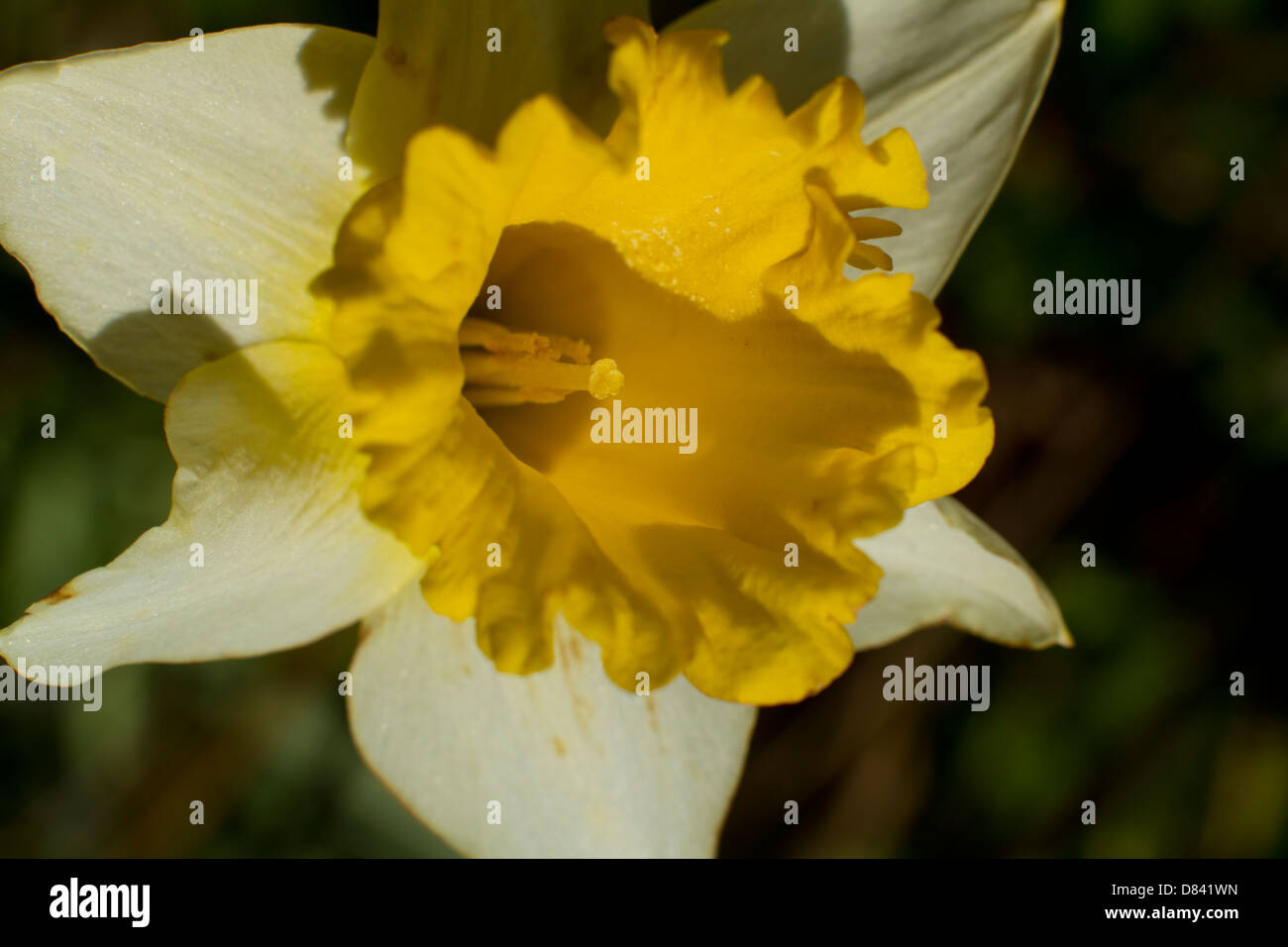 Flower visual hi-res stock photography and images - Alamy