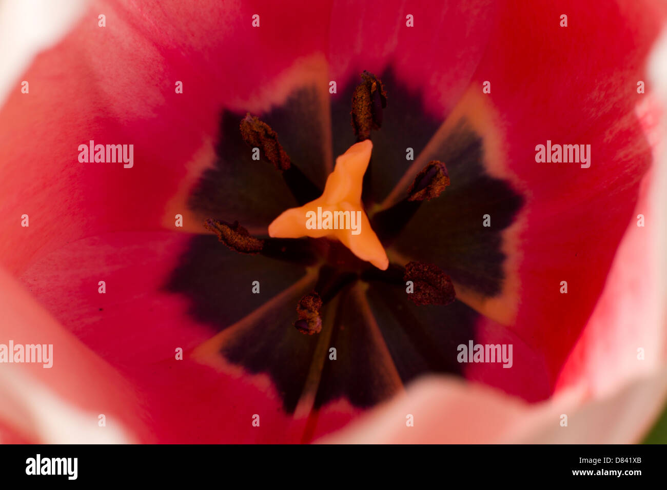 Tulip anther hi-res stock photography and images - Alamy