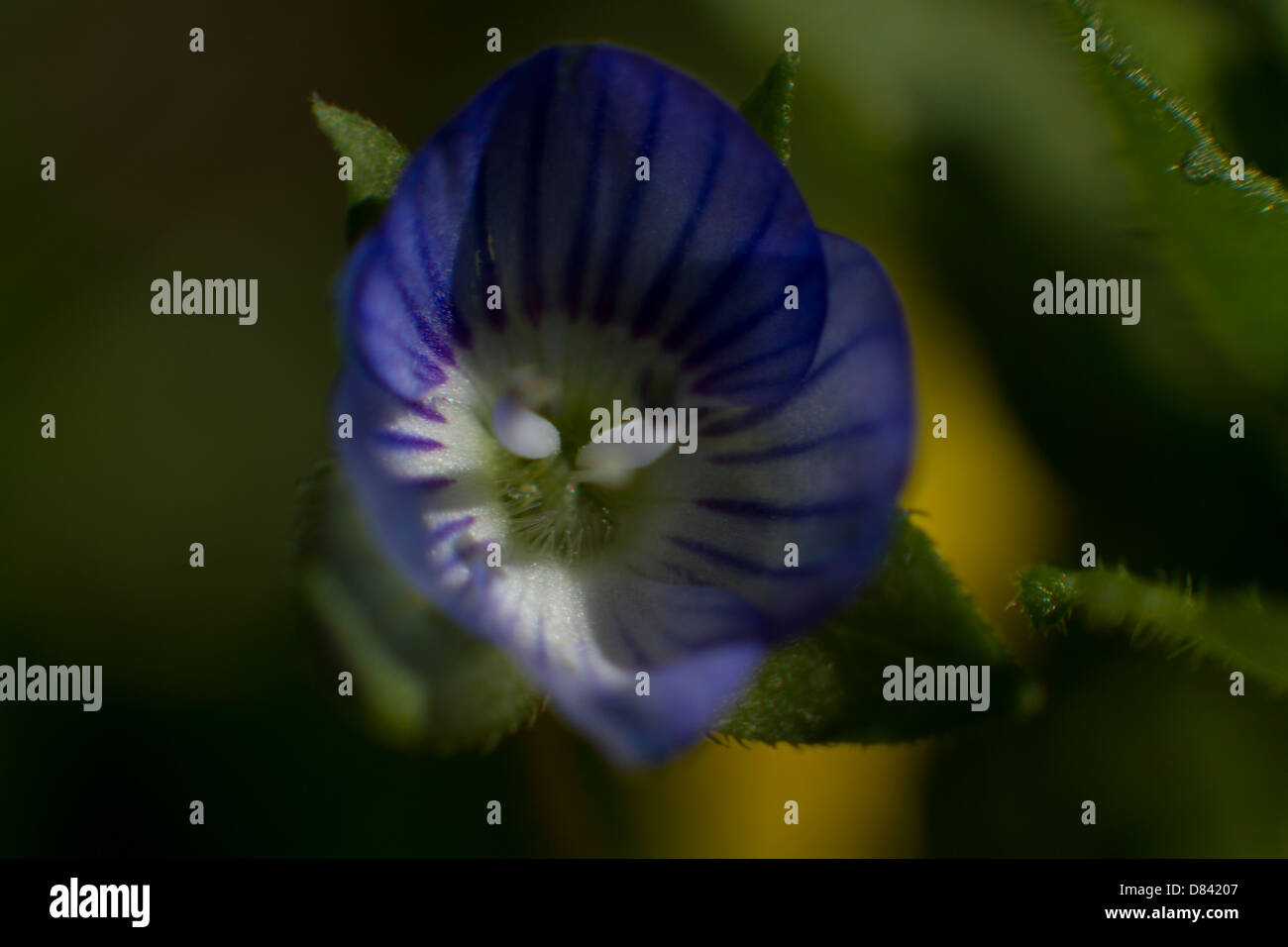 Blue flower hi-res stock photography and images - Alamy