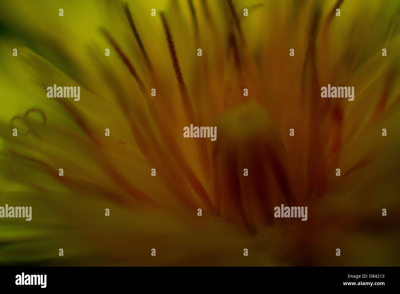 Macro anther hi-res stock photography and images - Alamy