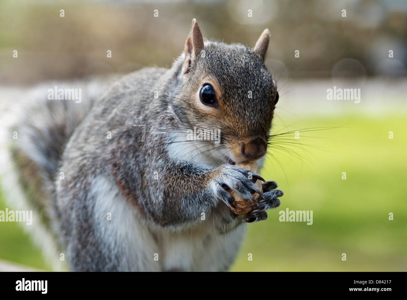 Grey squirrel eating a nut Stock Photo - Alamy