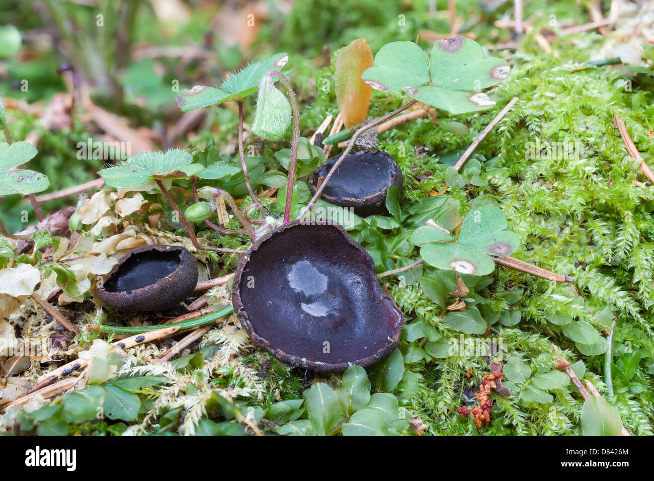 Plectania hi-res stock photography and images - Alamy