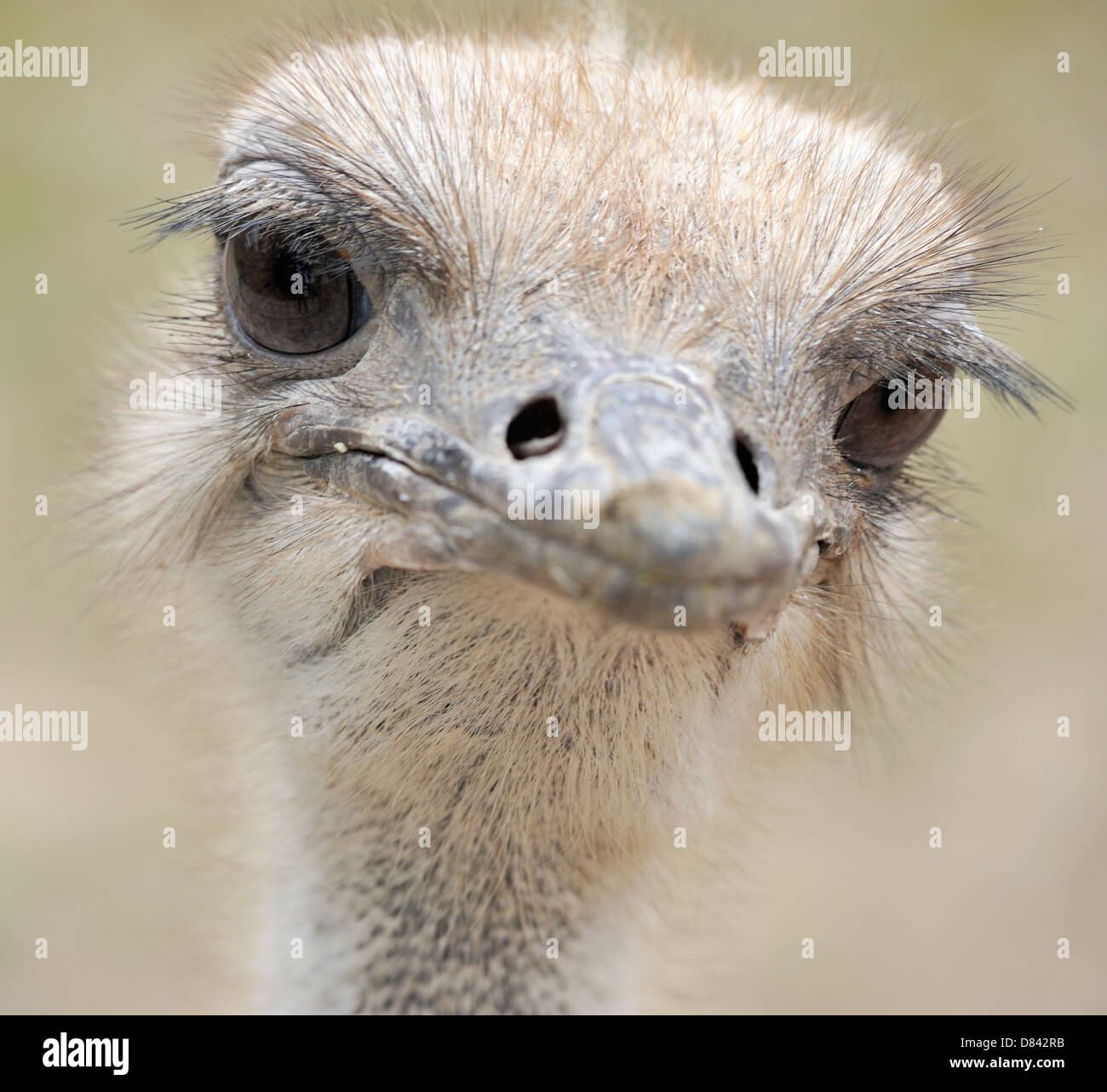 Photo of an ostrich hi-res stock photography and images - Alamy