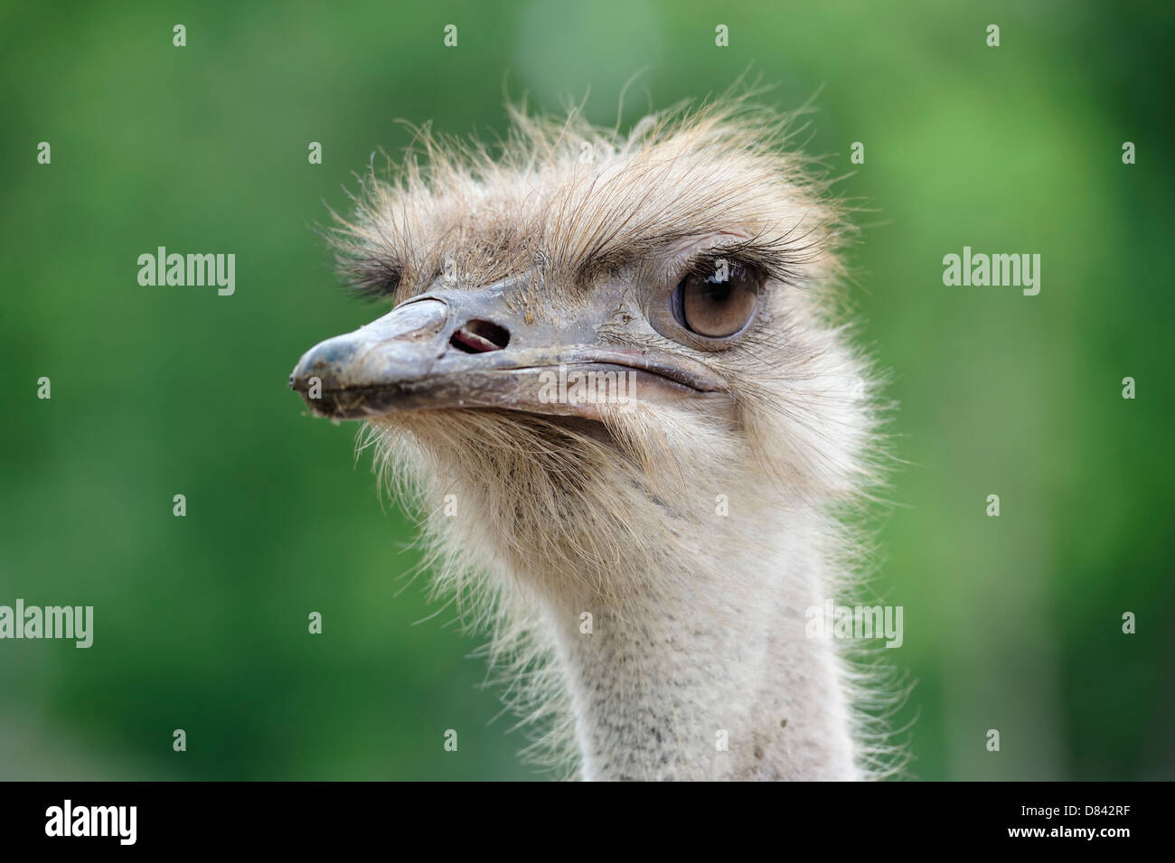 Photo of ostrich Stock Photo - Alamy