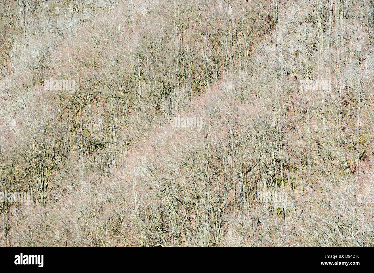 Background of a beech forest in spring with canopies Stock Photo - Alamy