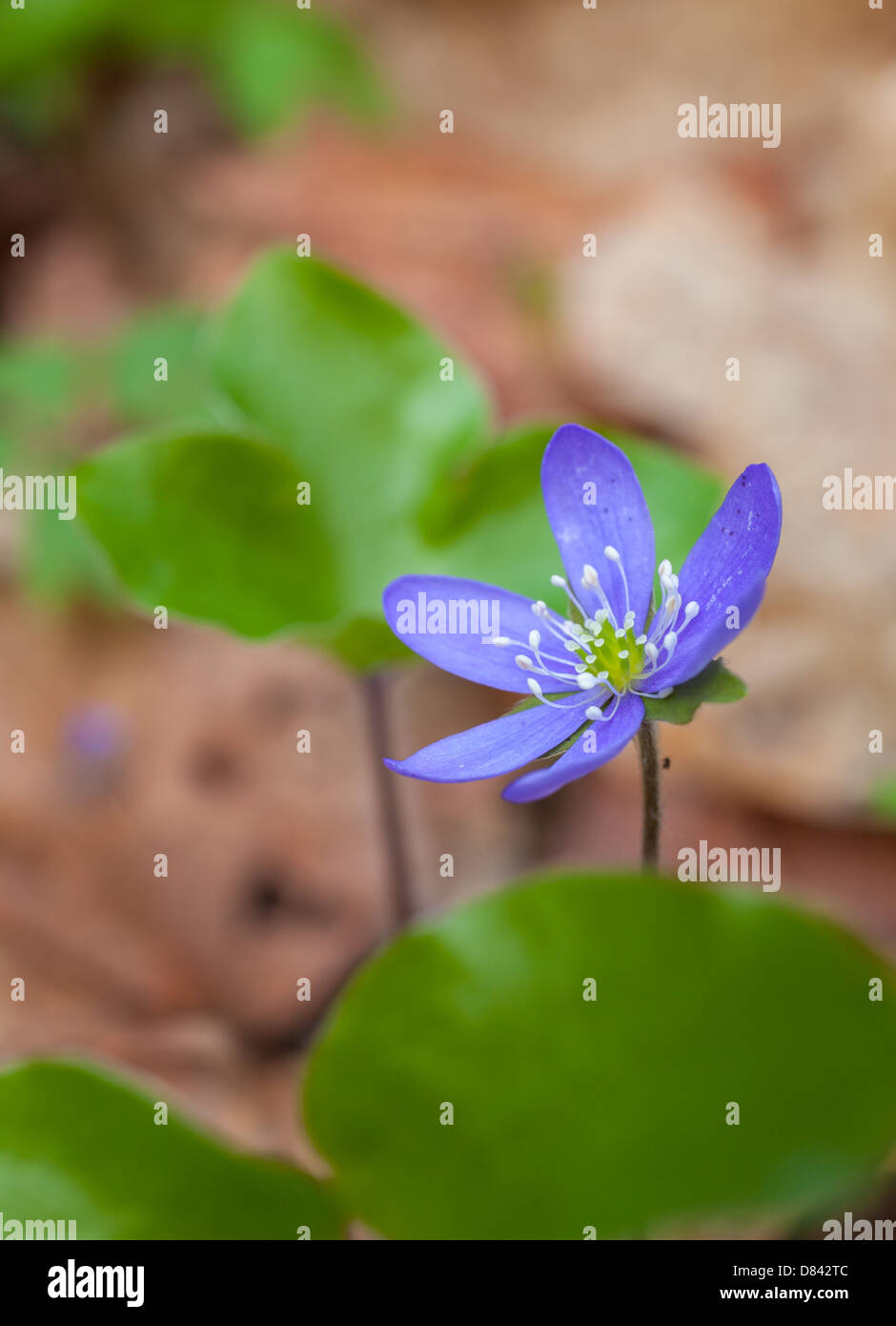 Common Hepatica, Anemone hepatica Stock Photo - Alamy