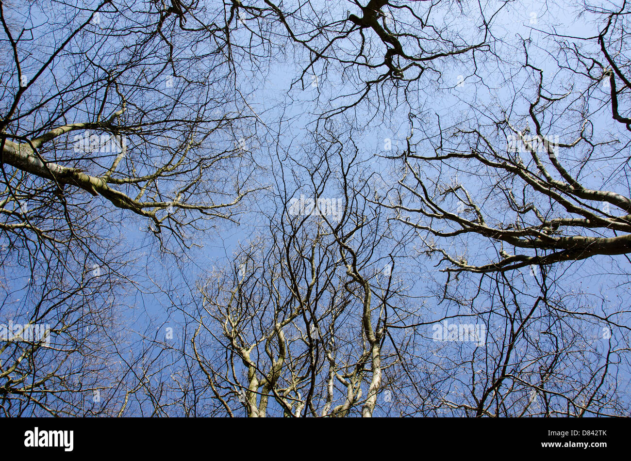 Tall canopies hi-res stock photography and images - Alamy