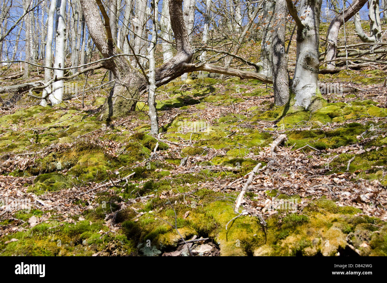 Swedish spring hi-res stock photography and images - Alamy