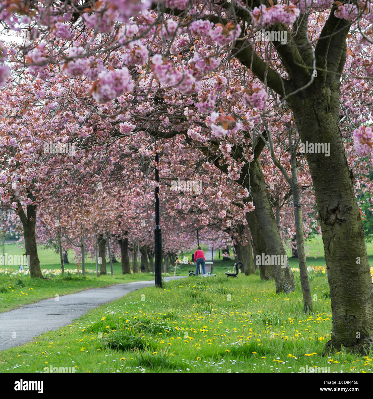 Cherry blossom harrogate stray hi-res stock photography and images - Alamy