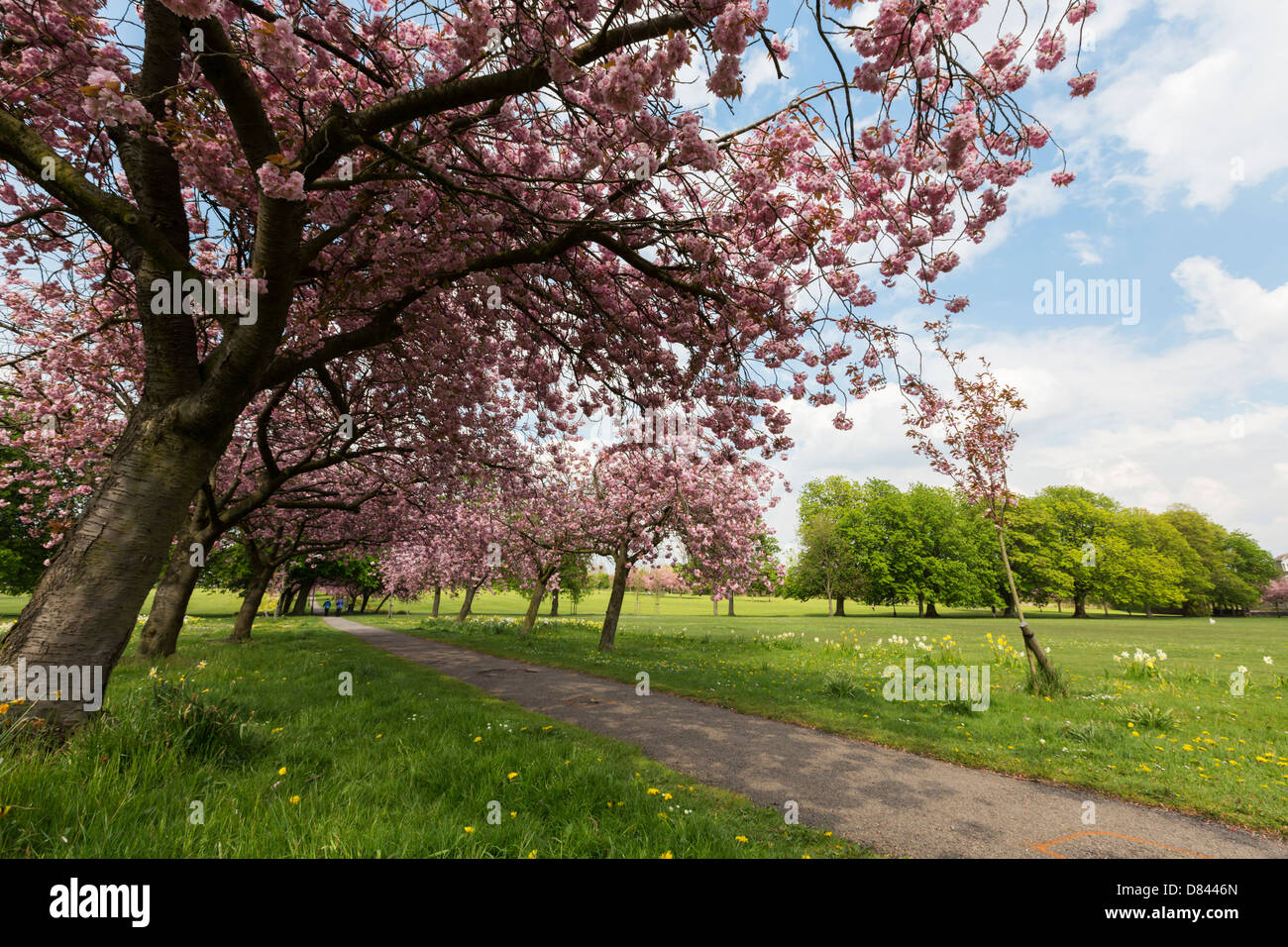The Stray, Harrogate Stock Photo - Alamy