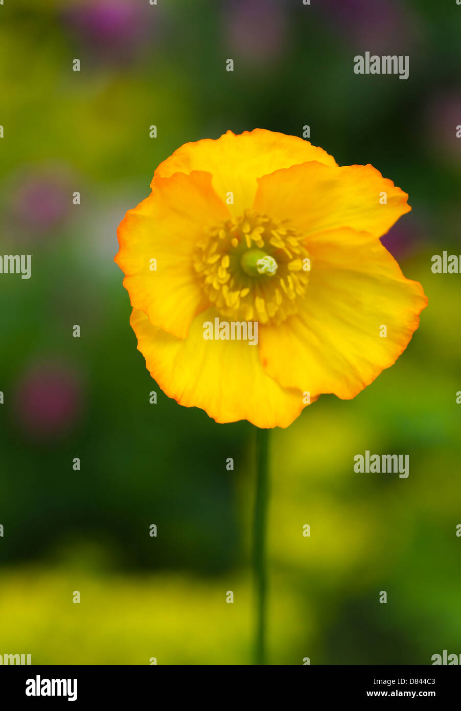 Yellow poppy hi-res stock photography and images - Alamy