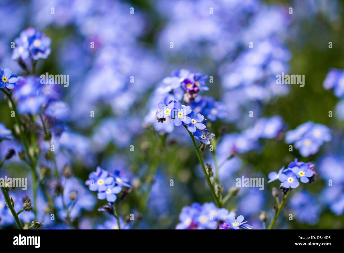 Little blue flowers Stock Photo - Alamy