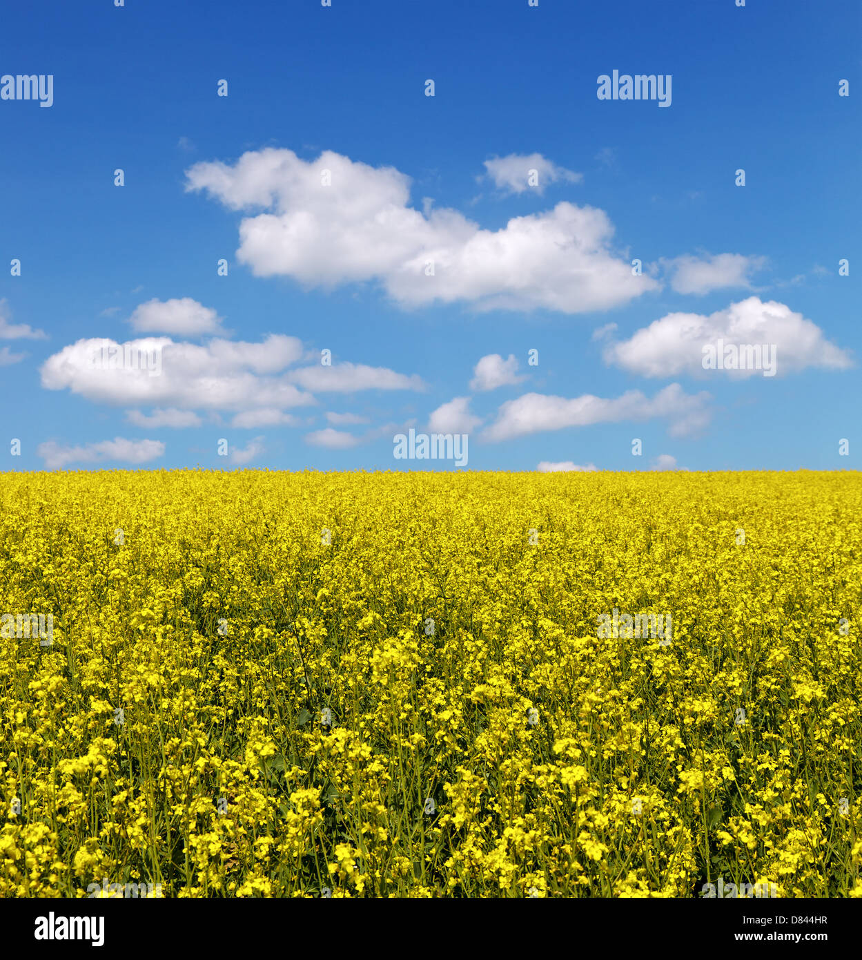 Rapeseed at bloom hi-res stock photography and images - Alamy