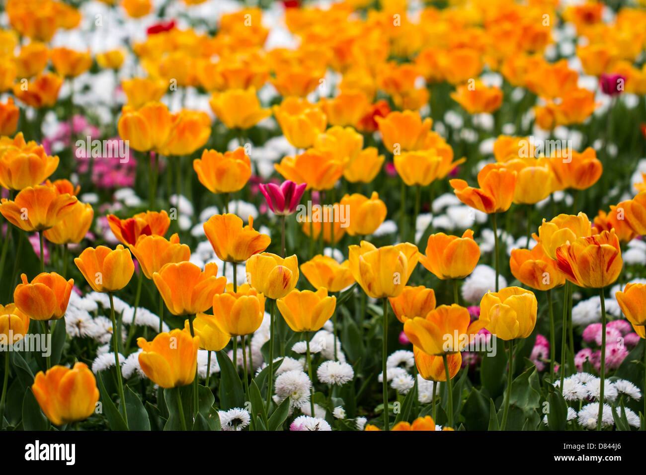 Tulip gardens of London Stock Photo - Alamy