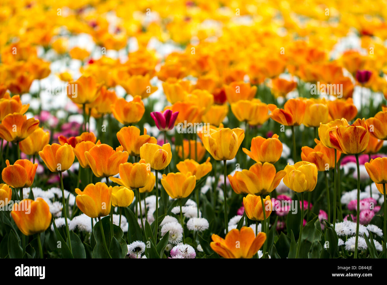 Tulip gardens of London Stock Photo - Alamy